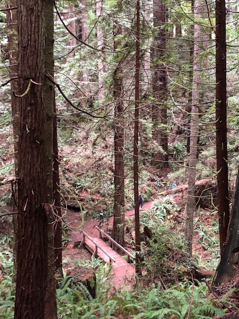 Today’s Walk: The Arcata Community Forest – Perspectives From My Trail